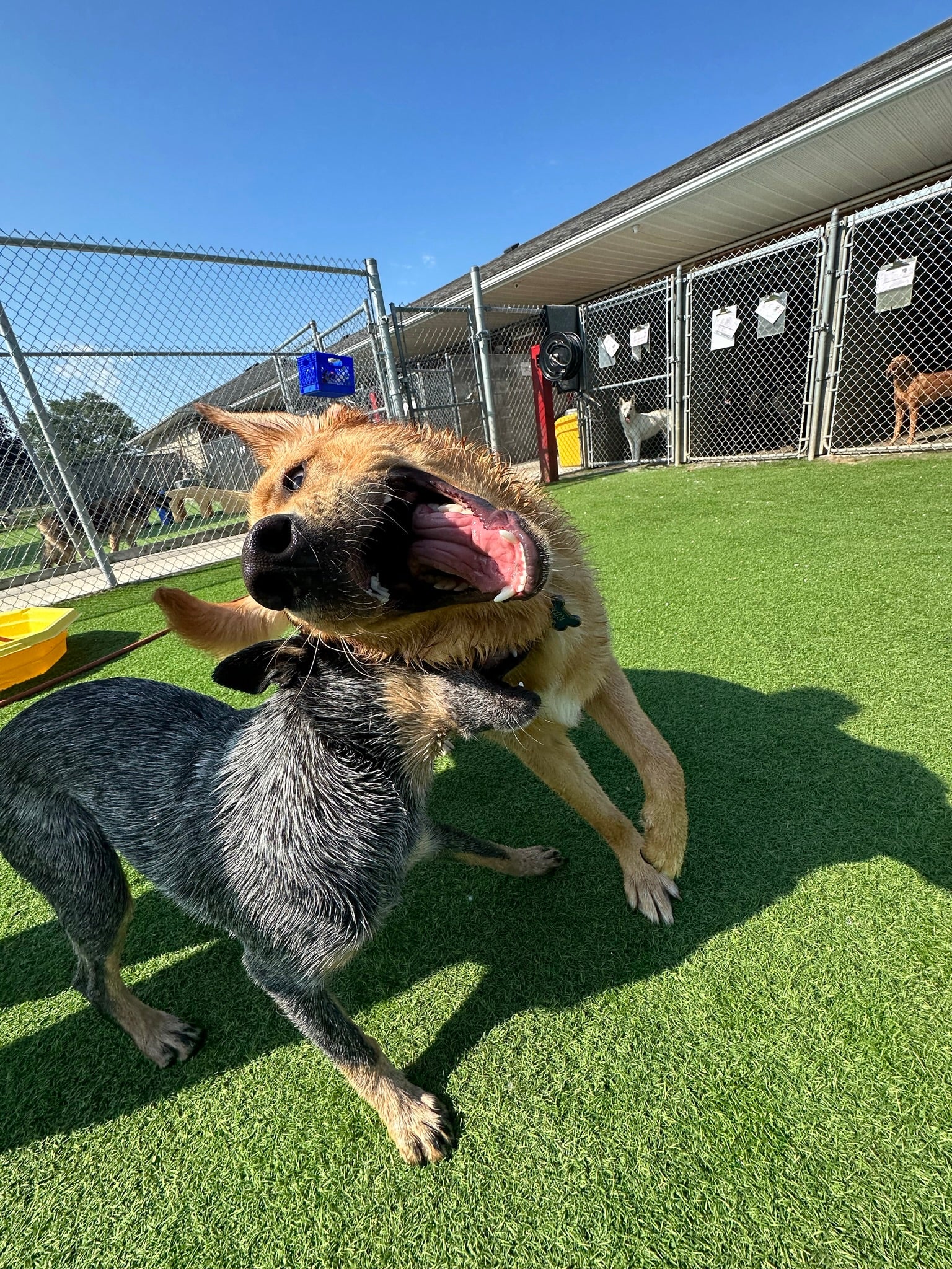 Country Paws Dogplex | Daycare, Boarding, Grooming, Cafe & Events ...