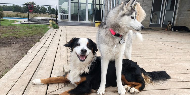 About Us | Country Paws