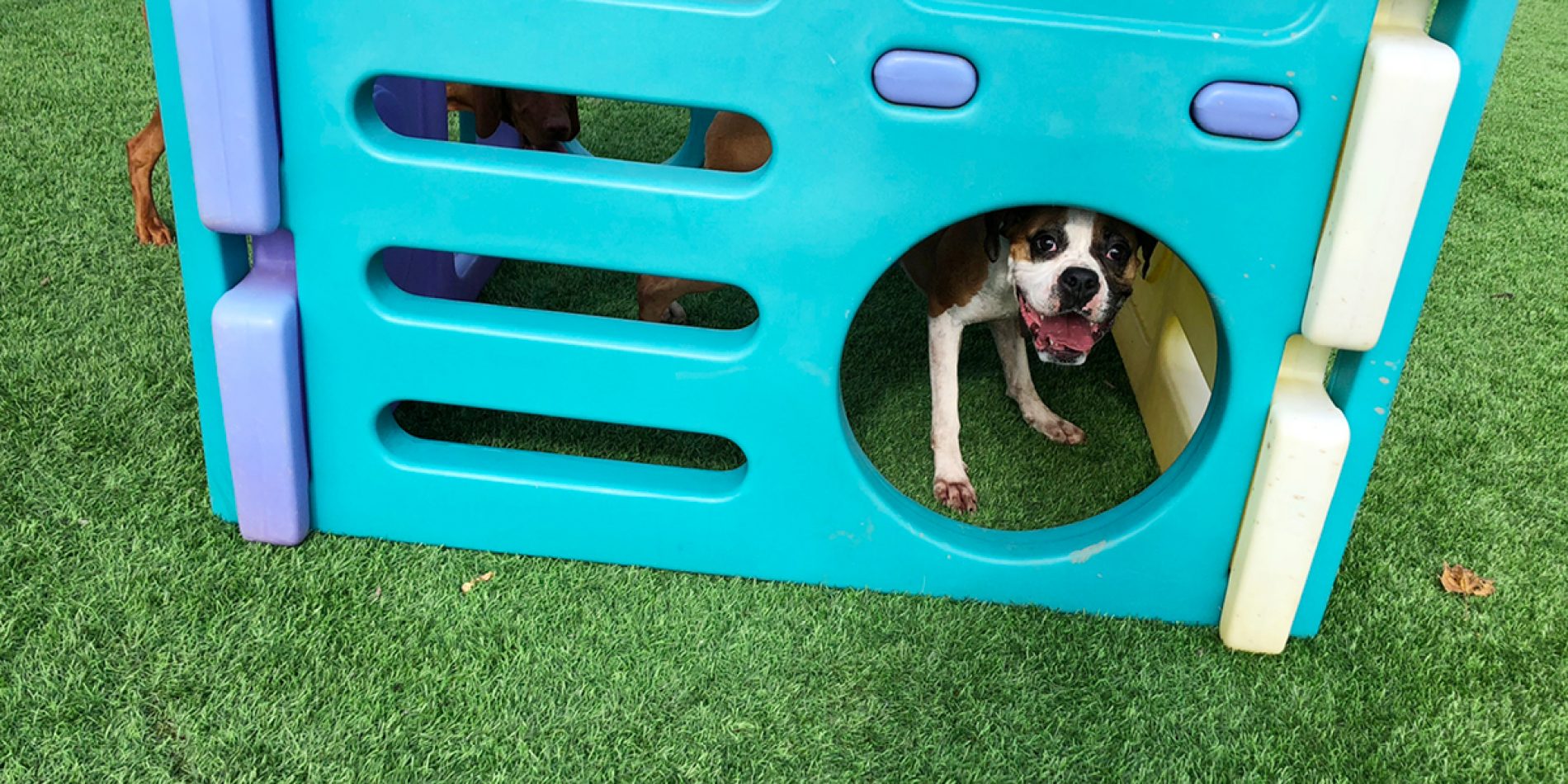 Country Paws | Full Service Dog Boarding, Daycare and Grooming.