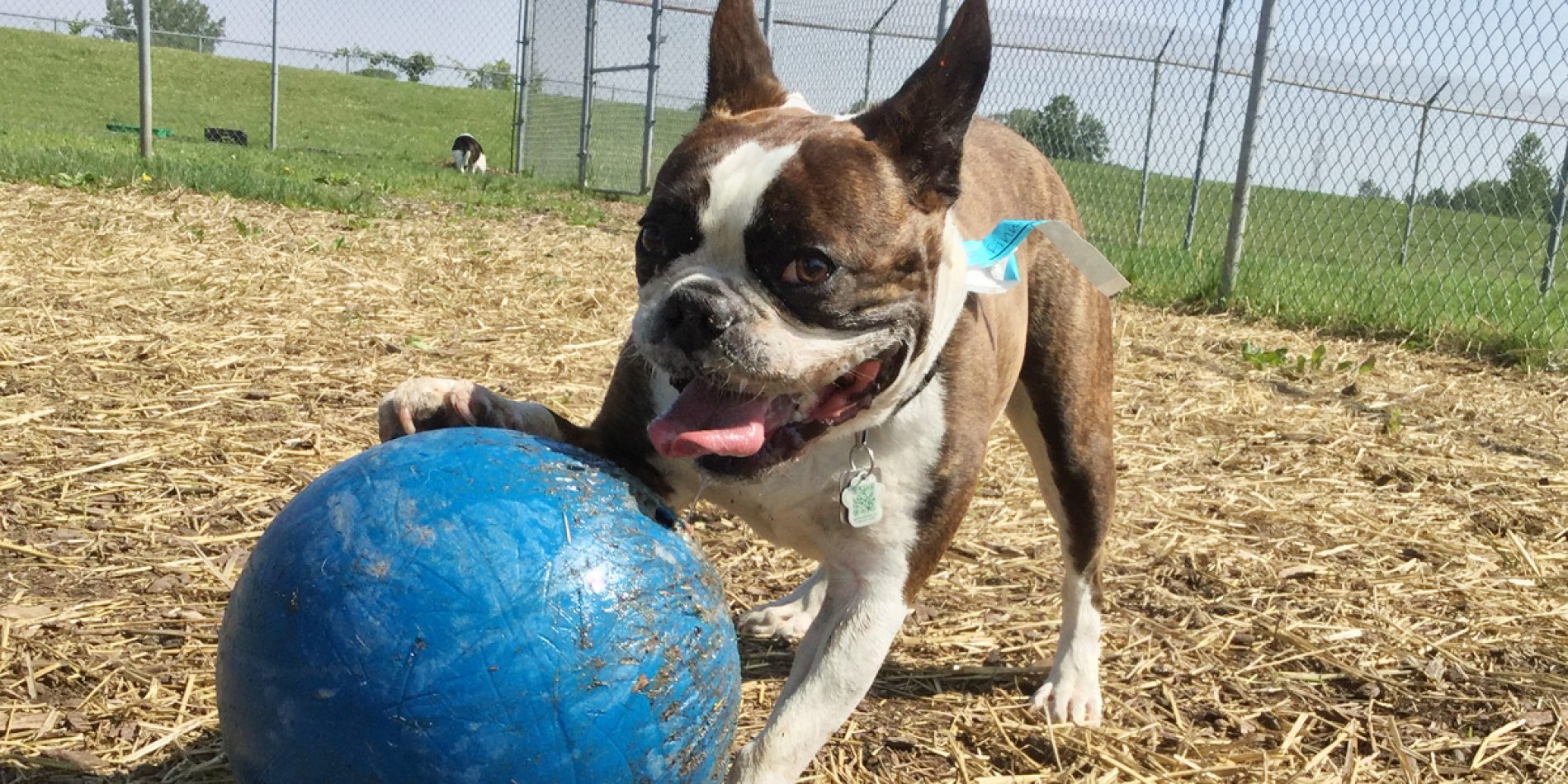 Country Paws | Full Service Dog Boarding, Daycare and Grooming.