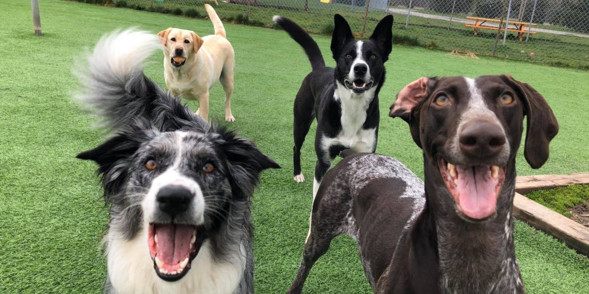 Country Paws | Full Service Dog Boarding, Daycare and Grooming.