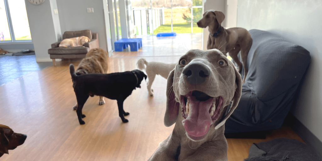 About Us | Country Paws