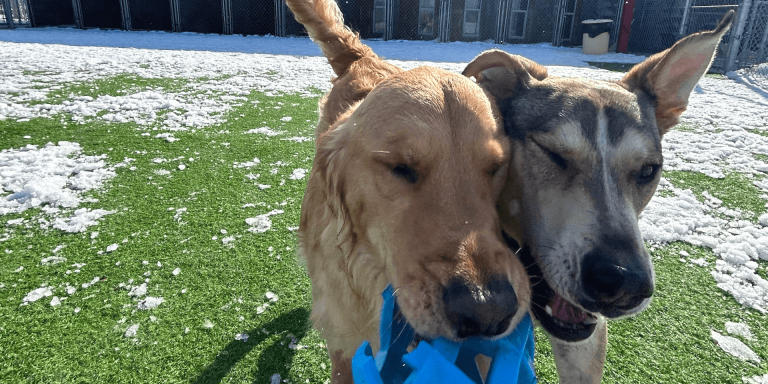 About Us | Country Paws